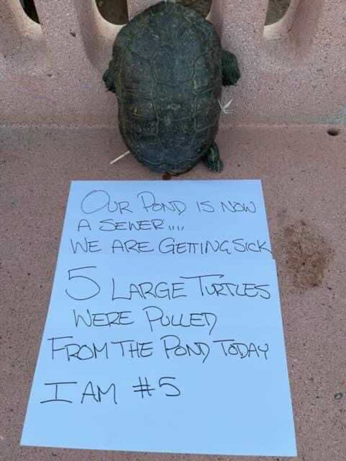 CSUN Orange Grove pond’s murky and stagnant waters spark public outcry ...