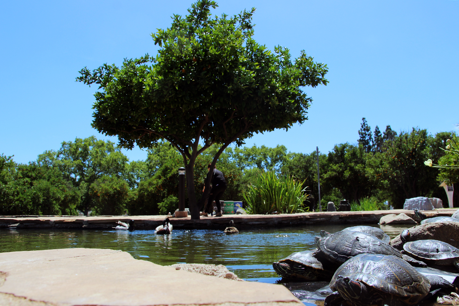 Five spots for students to relax at CSUN – Daily Sundial