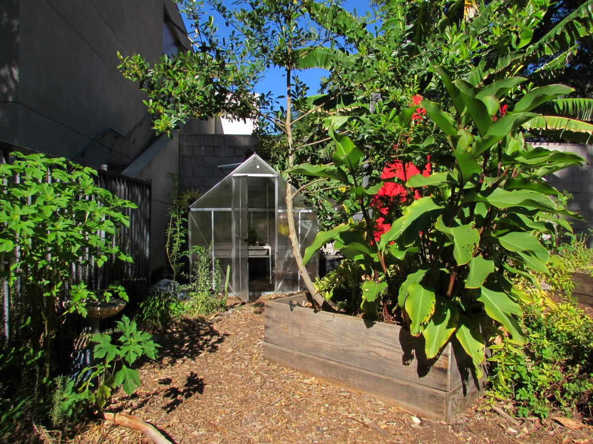 Plant Yourself in Campus Life: Join the Community Garden – Daily Sundial
