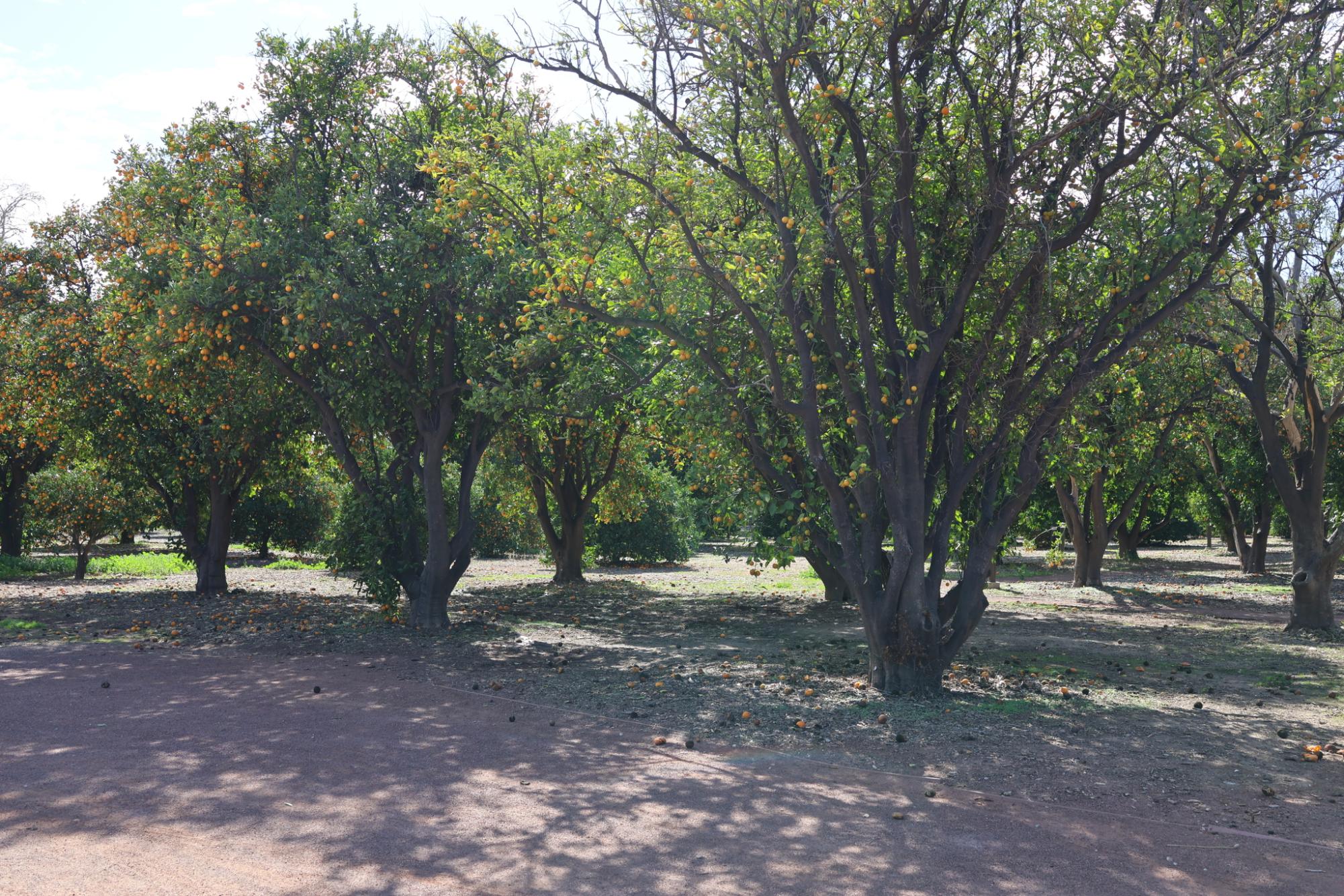 OPINION: Safety first with cameras at the Orange Grove – Daily Sundial