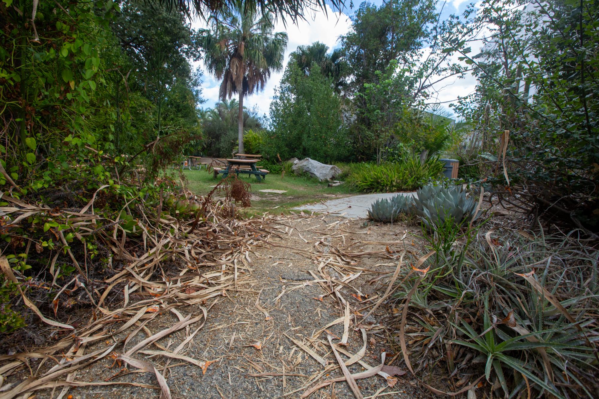 CSUN Botanical Garden just trying to stay alive – Daily Sundial